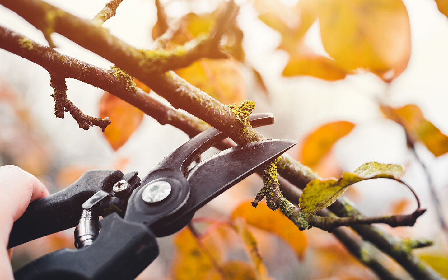 Baumschnitt Im Herbst